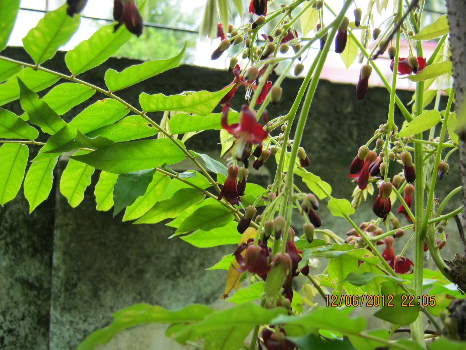 Nature shots: Rains and Greens-7